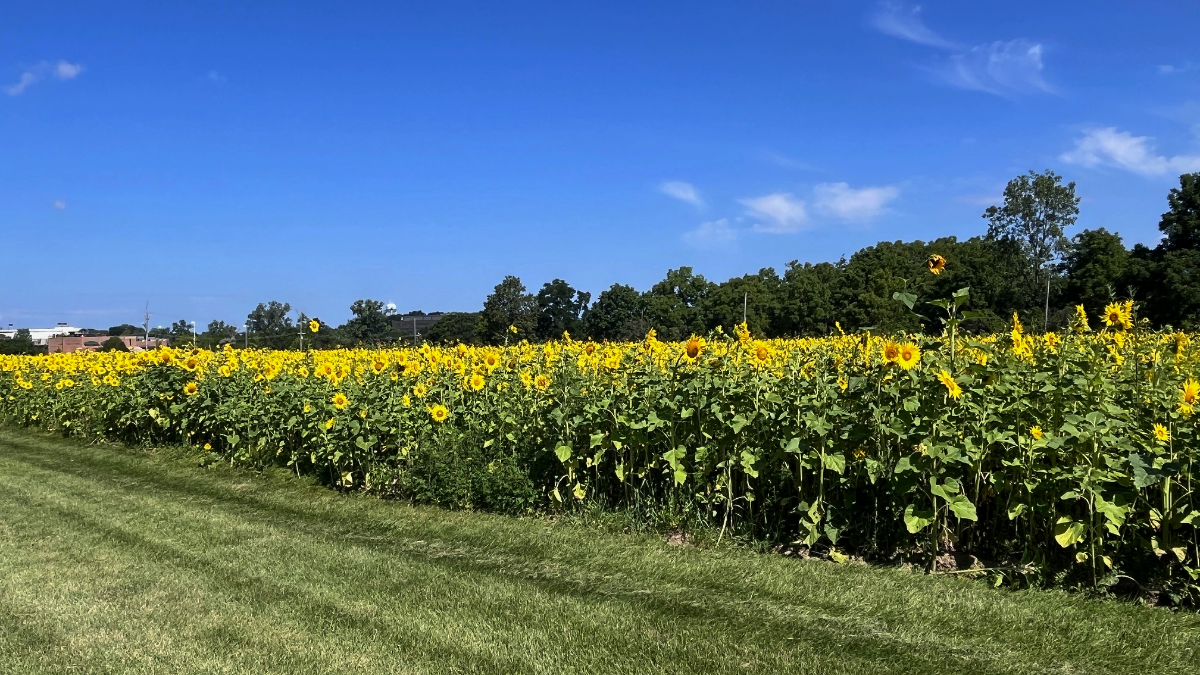 Sunflowers Symbolize Oakland County’s Sustainability Goals – Oakland ...