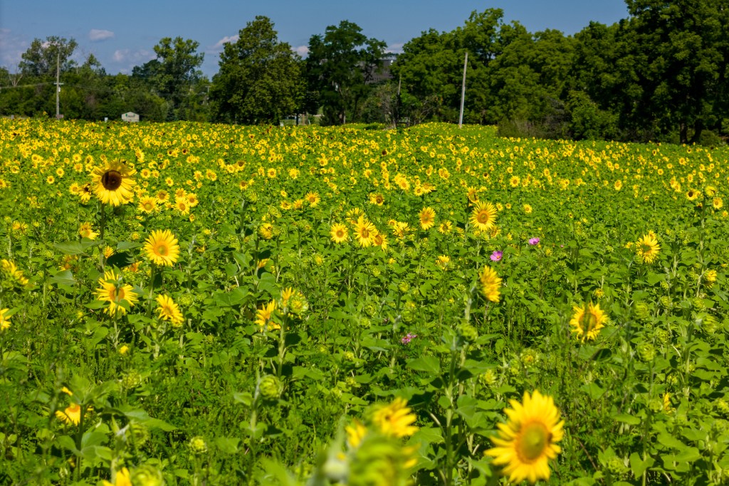 Sunflowers Symbolize Oakland County’s Sustainability Goals – Oakland ...