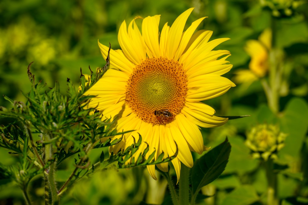 Sunflowers Symbolize Oakland County’s Sustainability Goals – Oakland ...