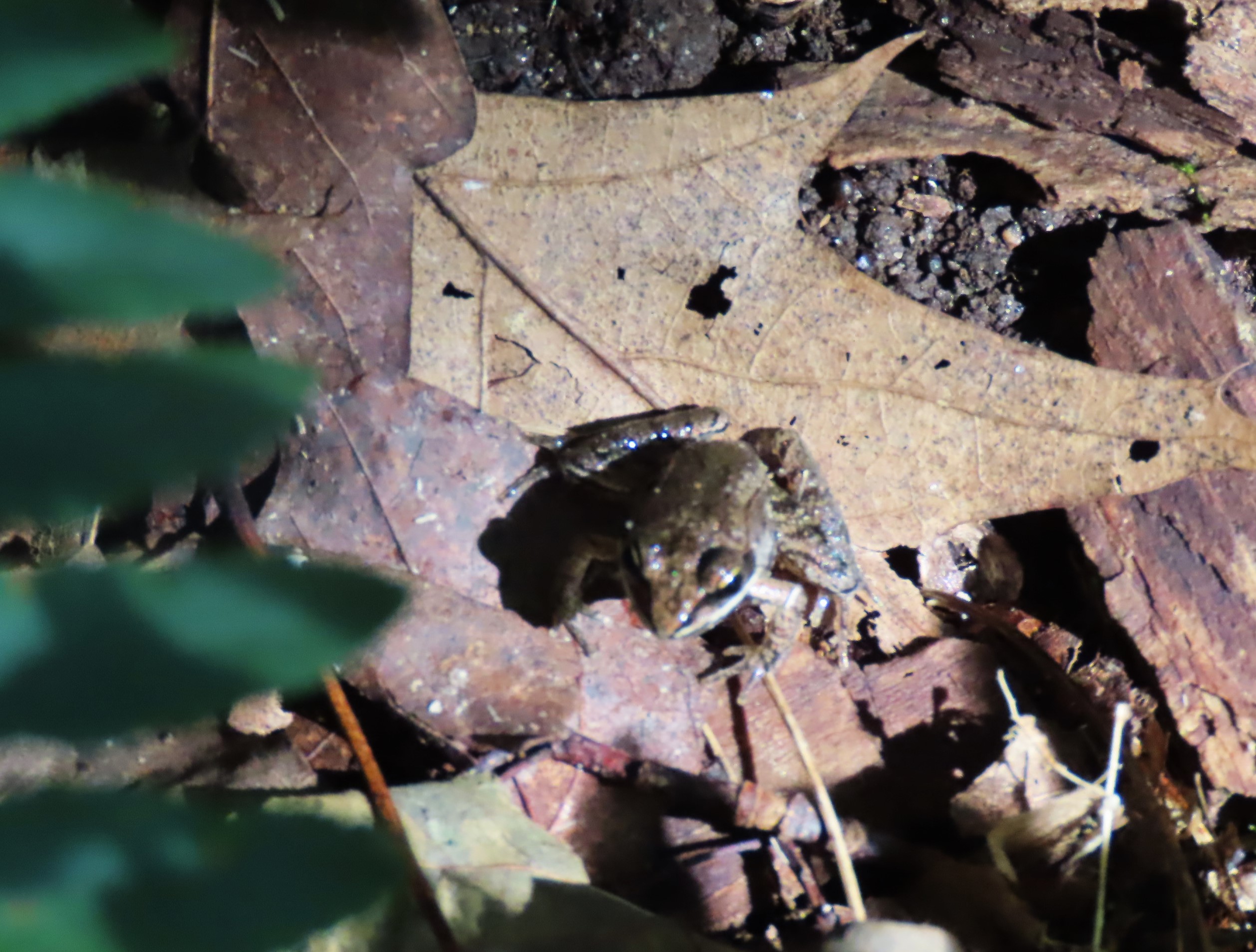 A Return To Timberland – Oakland County Blog