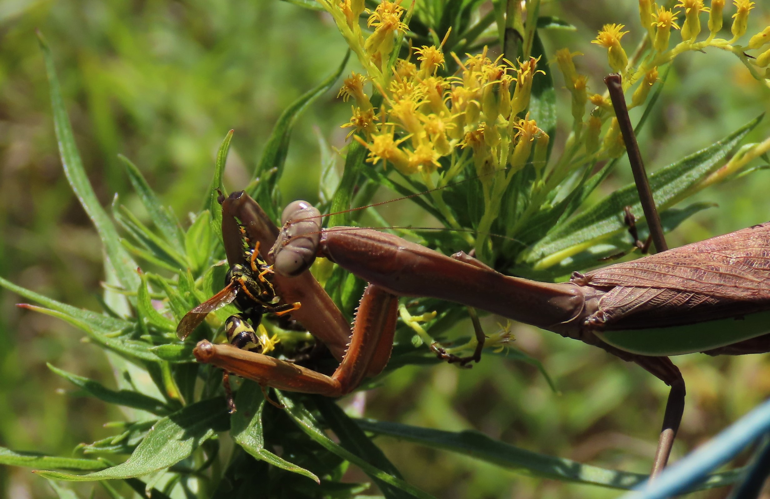 Season of the Praying Mantis – Oakland County Blog