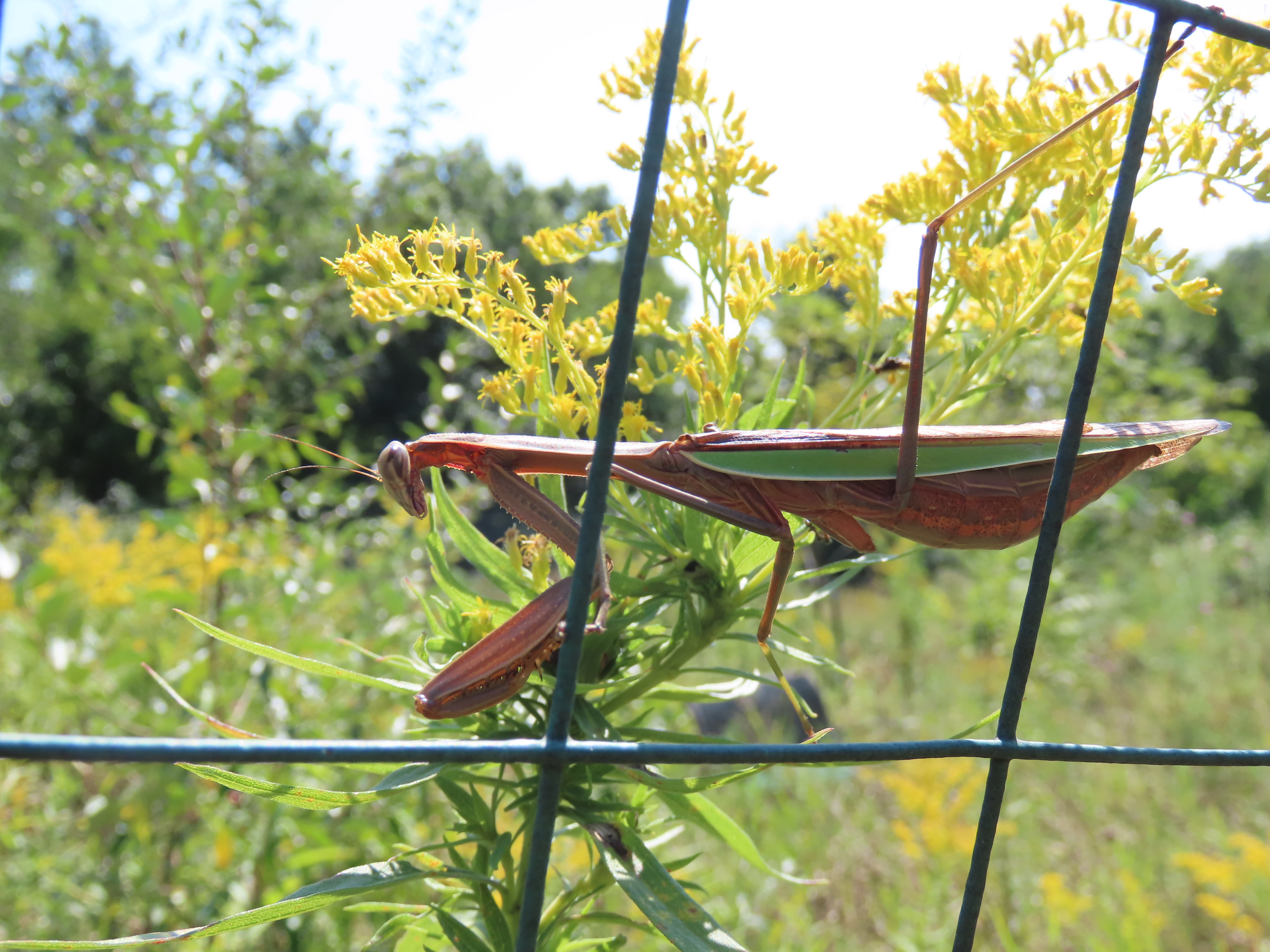Season of the Praying Mantis – Oakland County Blog
