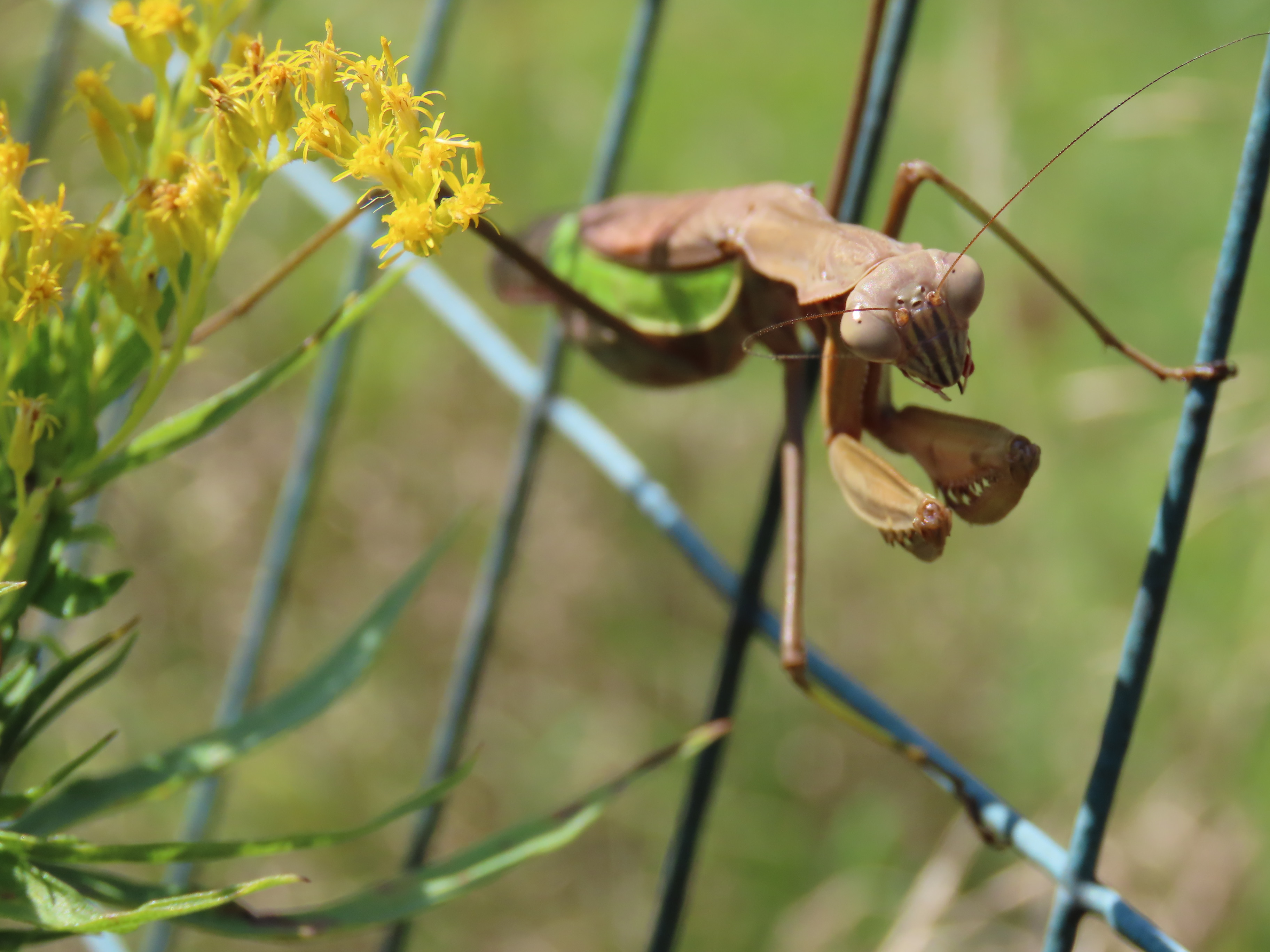 Season of the Praying Mantis – Oakland County Blog