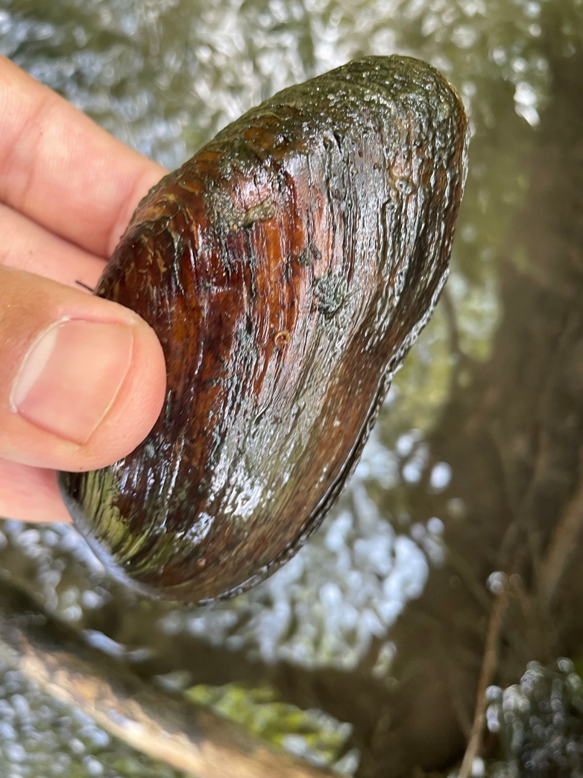 Strengthen your “mussels” with mussel facts from Oakland County Parks ...