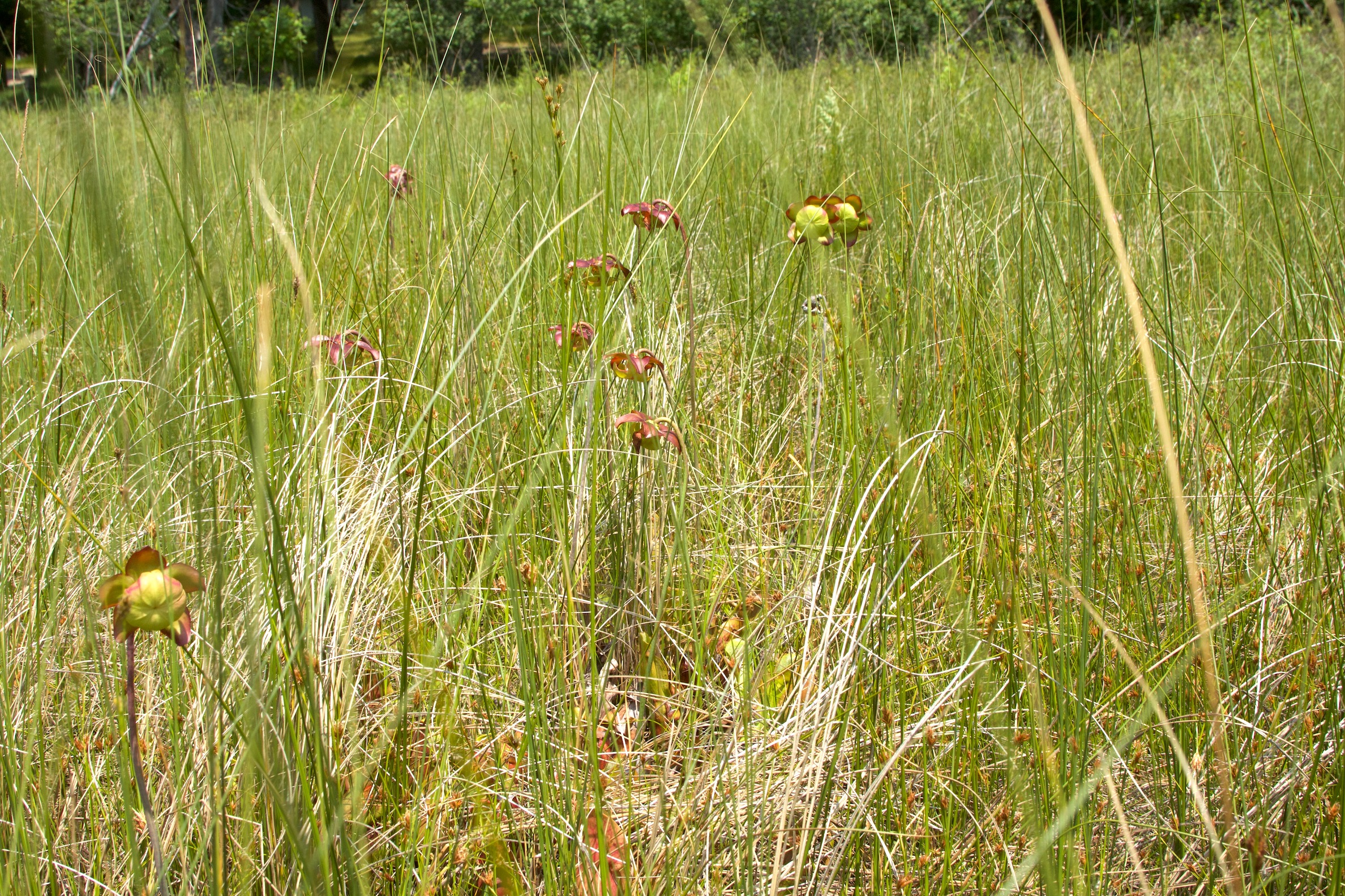 Explore the Wonders of Oakland County’s Bogs – Oakland County Blog