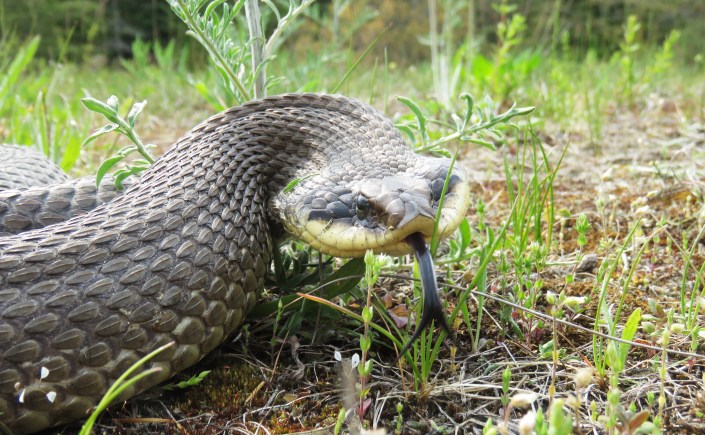 Meet the Eastern Hognose Snake – Oakland County Blog